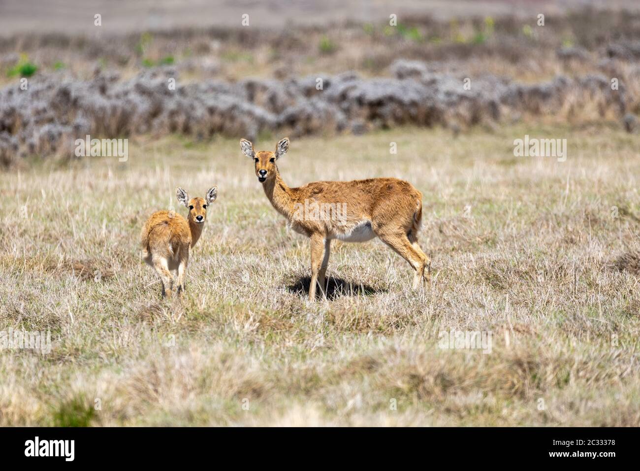 antelope Bohor reedbuck, Redunca redunca, Bale mountain, Ethiopia ...