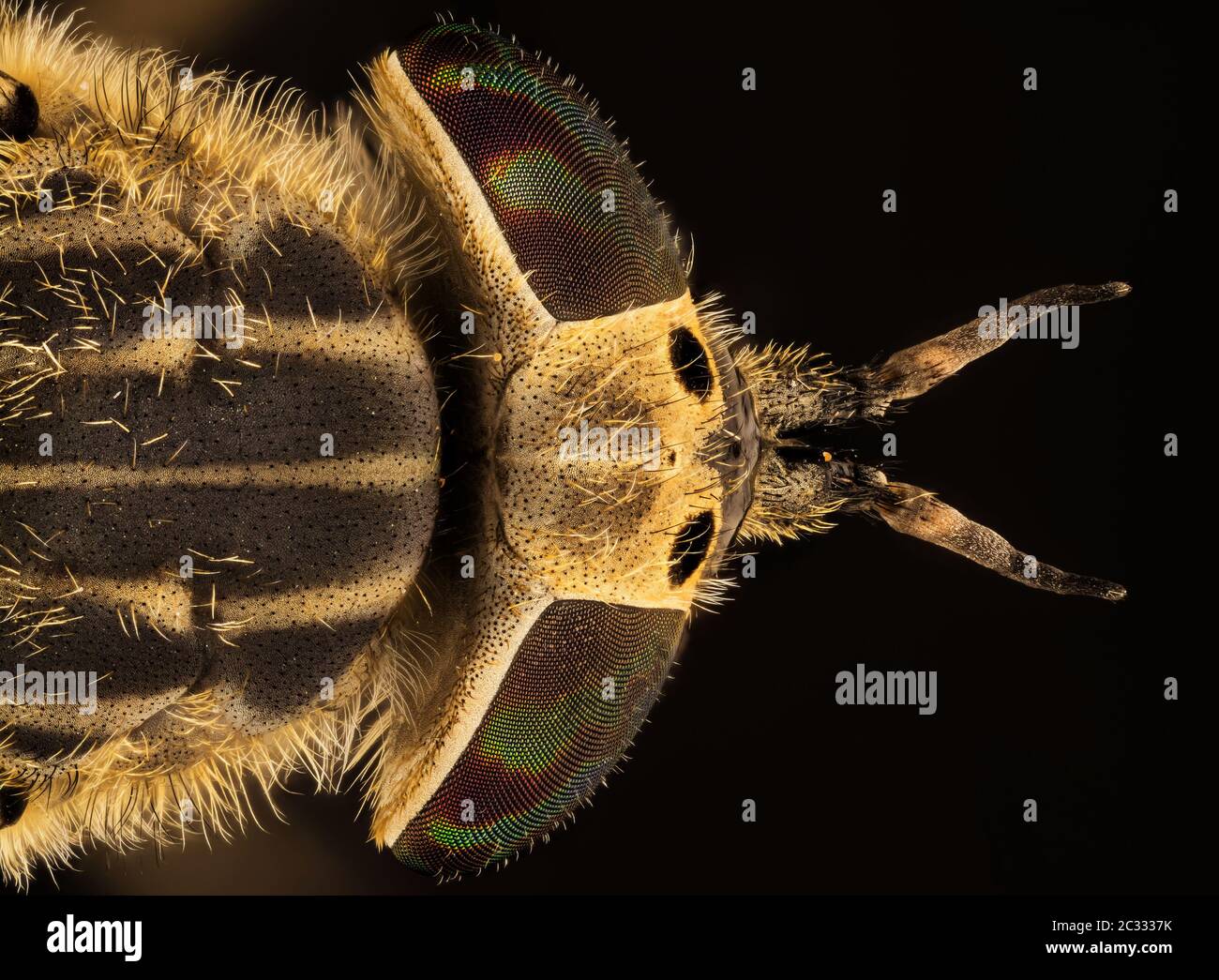 Macro Focus Stacking of Notch-horned Cleg Fly or Common Horse Fly. Her ...