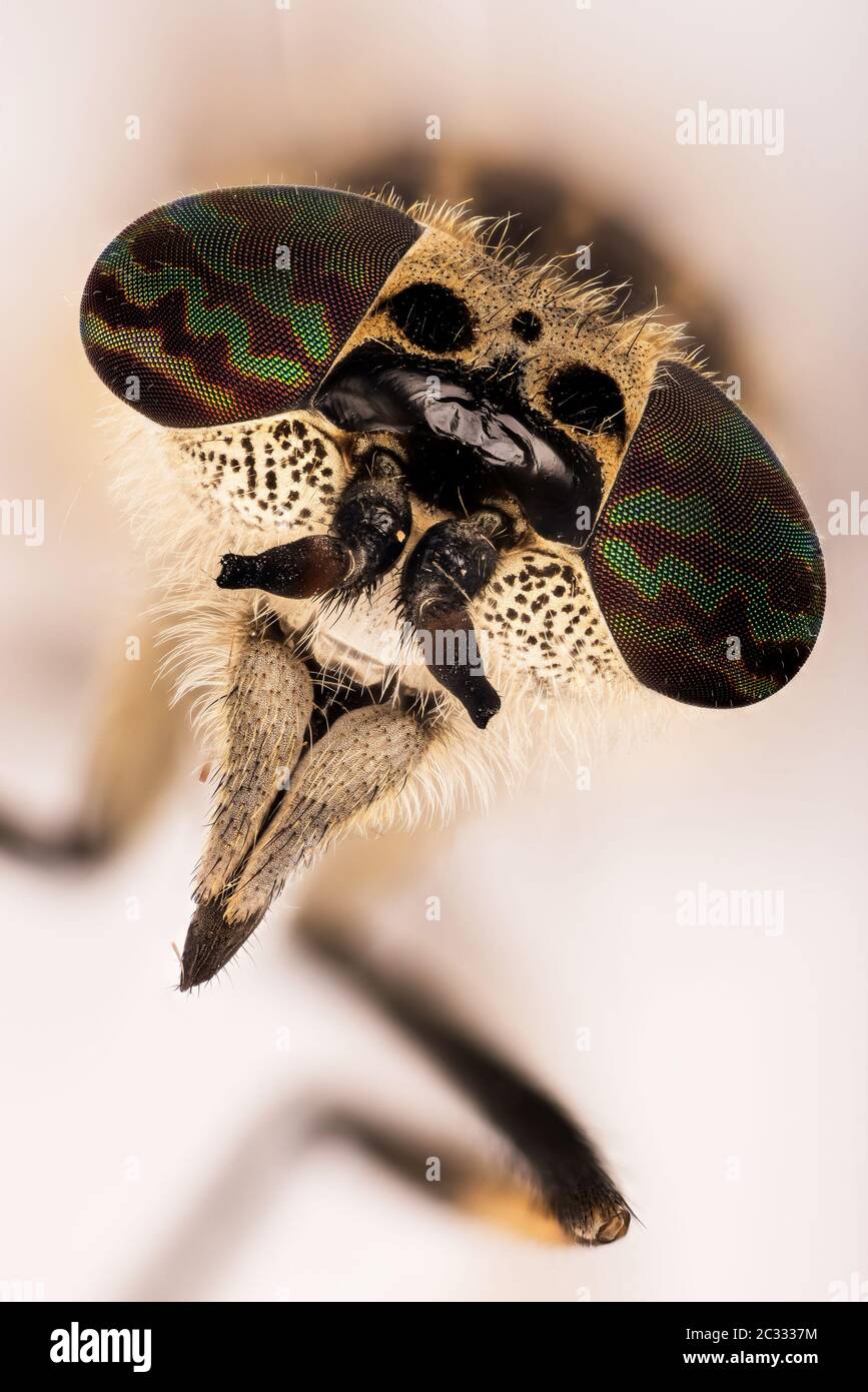 Macro Focus Stacking of Notch-horned Cleg Fly or Common Horse Fly. Her ...