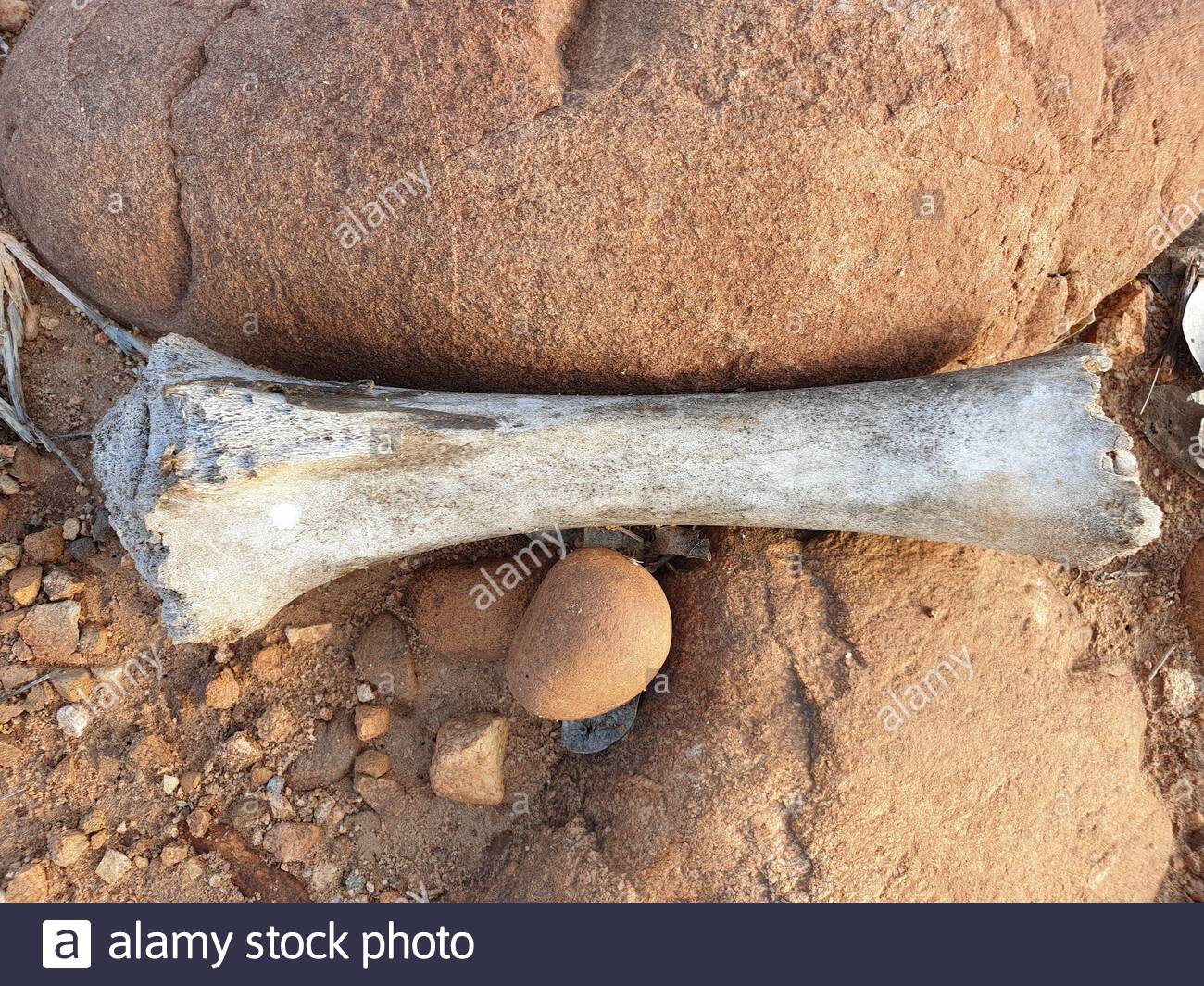 Human Bones Desert High Resolution Stock Photography and Images - Alamy