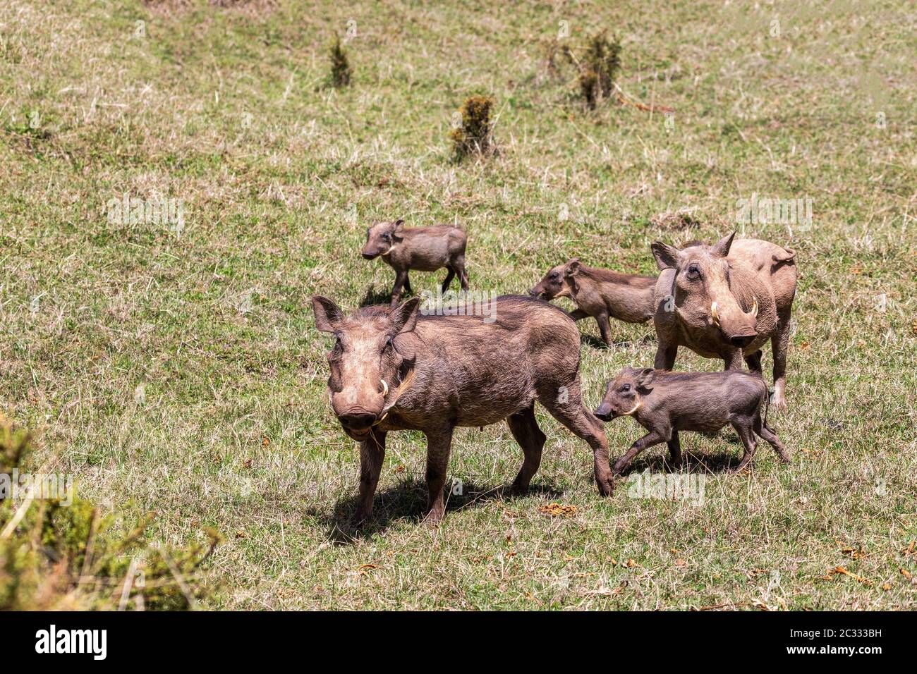 Warthog family with baby piglets in natural habitat Bale Mountain ...