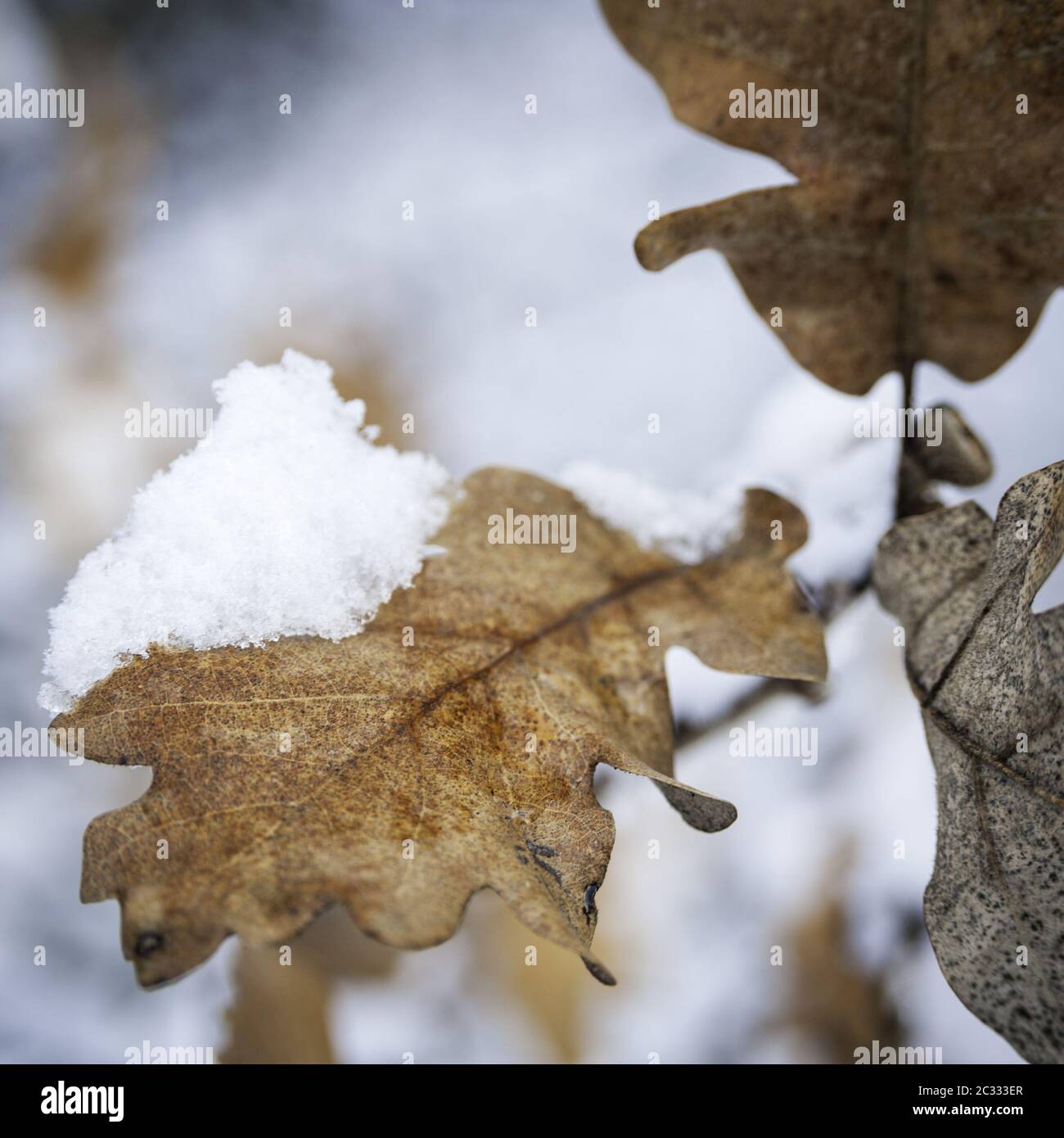 Oak tree leaf hi-res stock photography and images - Alamy