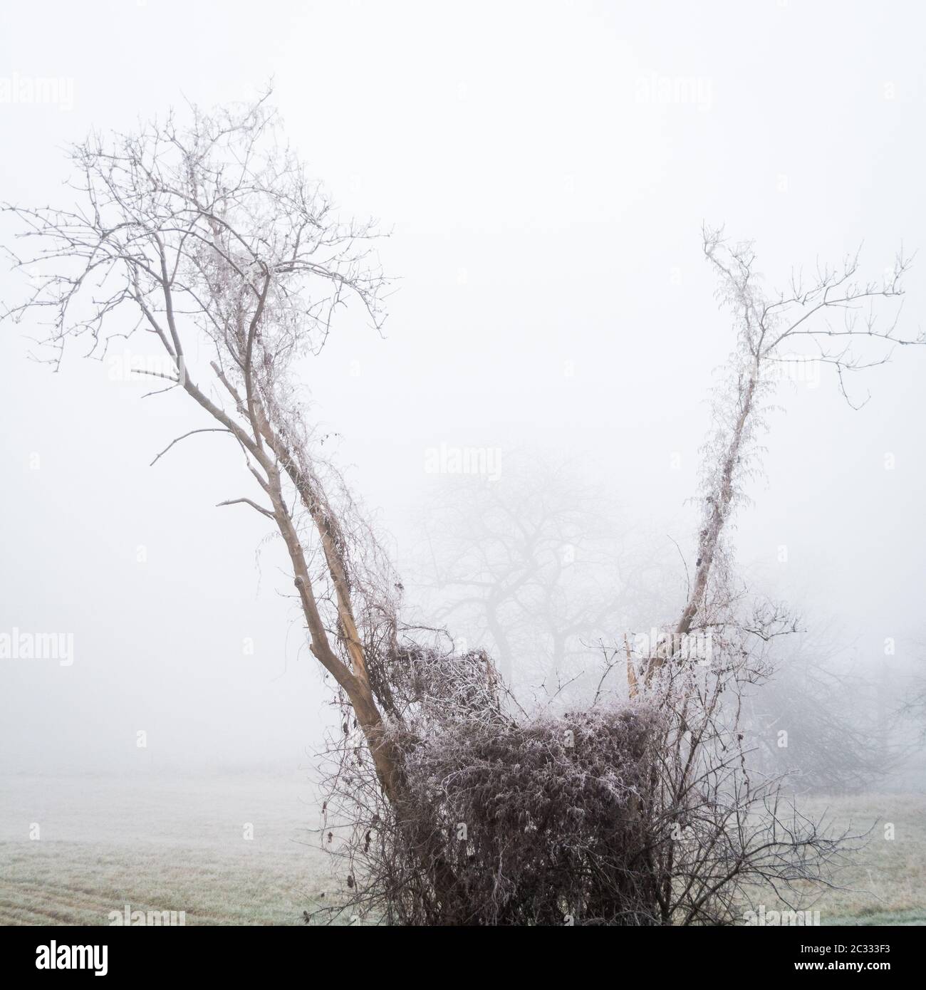 Trees in winter mist and fog Stock Photo - Alamy