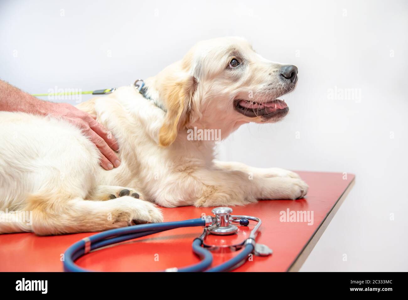 Vet injection spaniel hi-res stock photography and images - Alamy