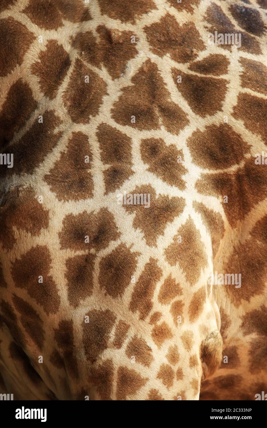 Giraffe markings pattern hi-res stock photography and images - Alamy