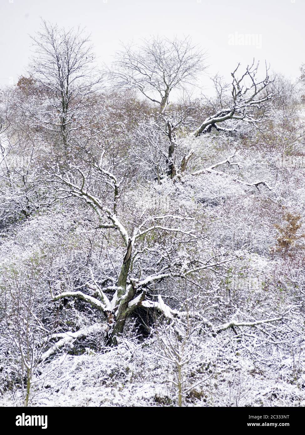 Field with withered trees covered in snow in winter Stock Photo - Alamy