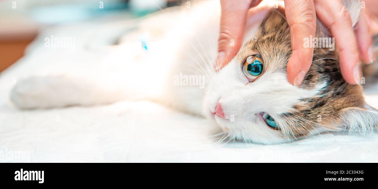 cat eye examination. drip drug into the eye. intervention in veterinary ...