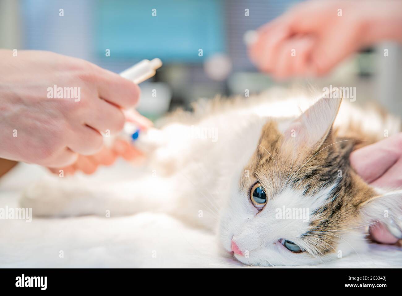 anesthetic cat injection before surgery in ceterinar clinic Stock Photo ...