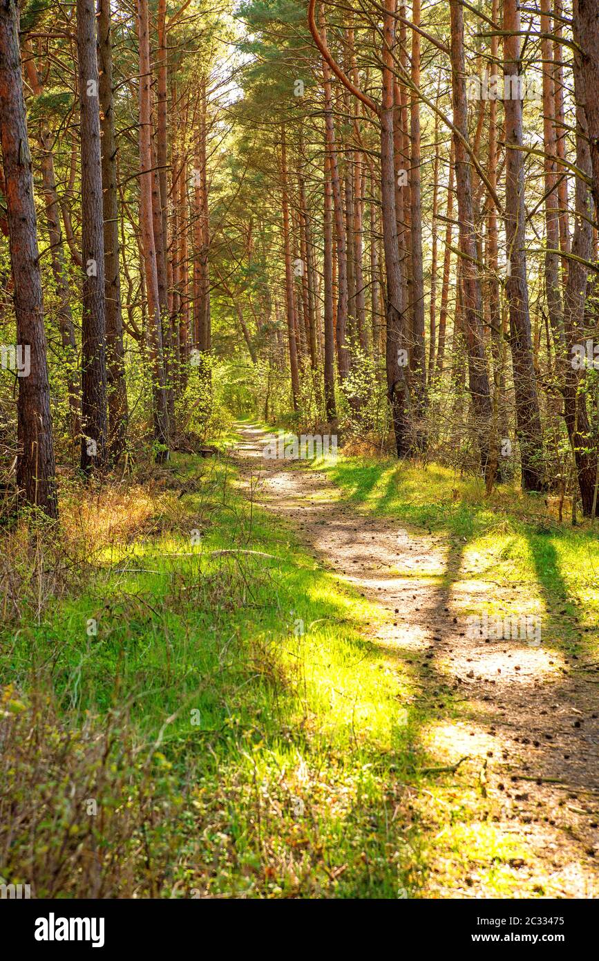 forest at the Baltic coast in Poland with light and shadow Stock Photo ...