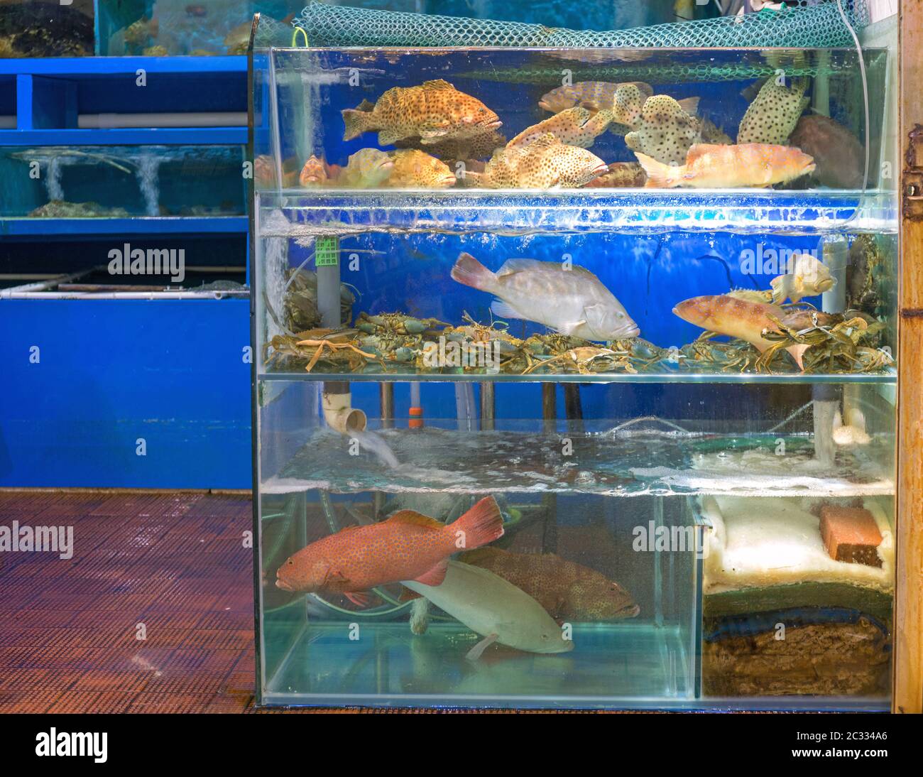 Live Fish in Aquarium at Fishmonger Stall Stock Photo - Alamy