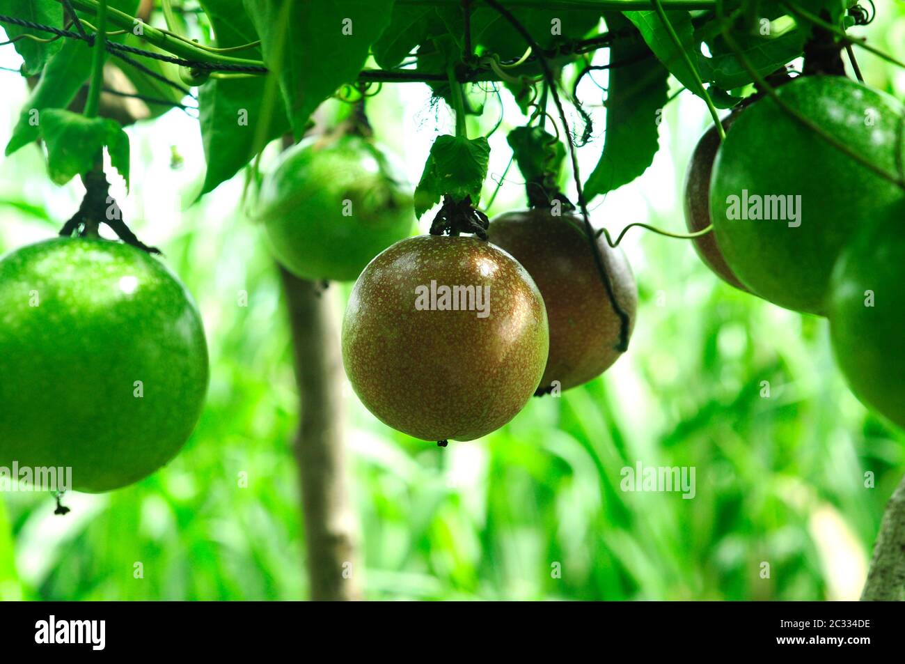 Passion fruit farm hi-res stock photography and images - Alamy