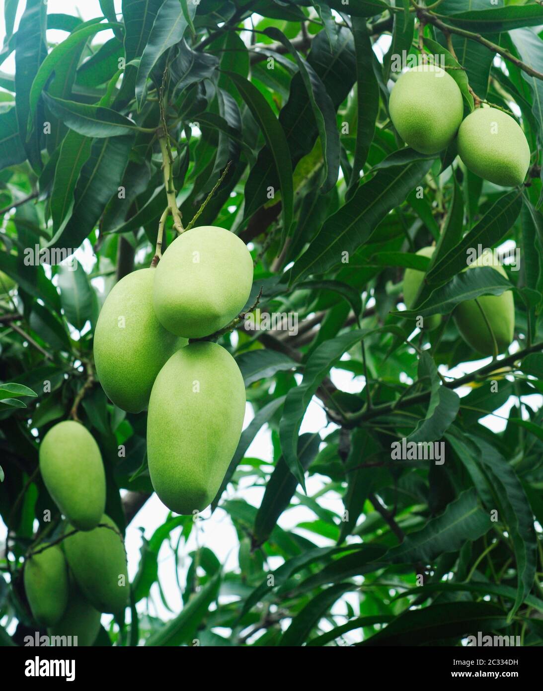 Closeup of Mangoes hanging,mango field,mango farm with sun light effect ...