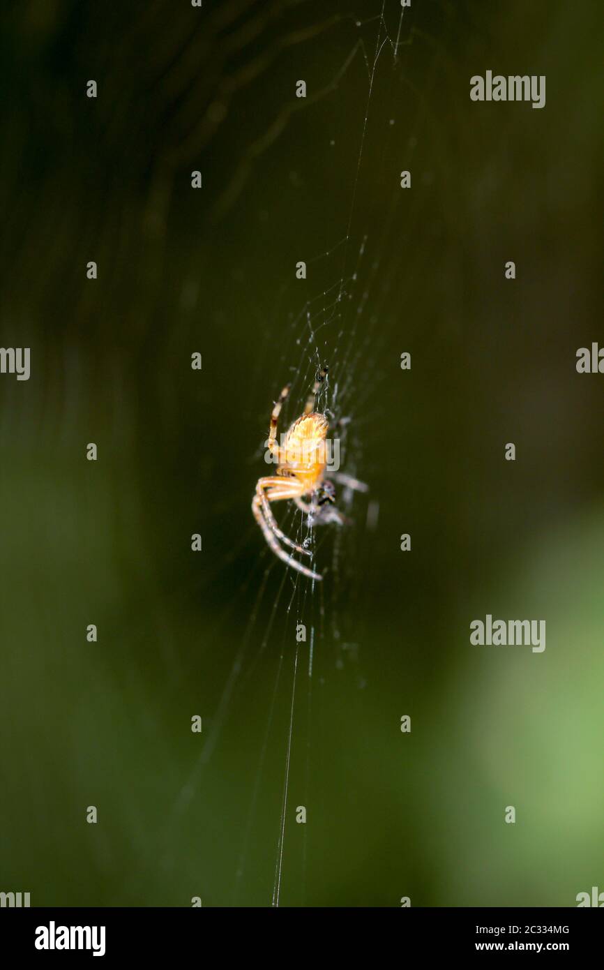 How does a spider make its web hi-res stock photography and images - Alamy