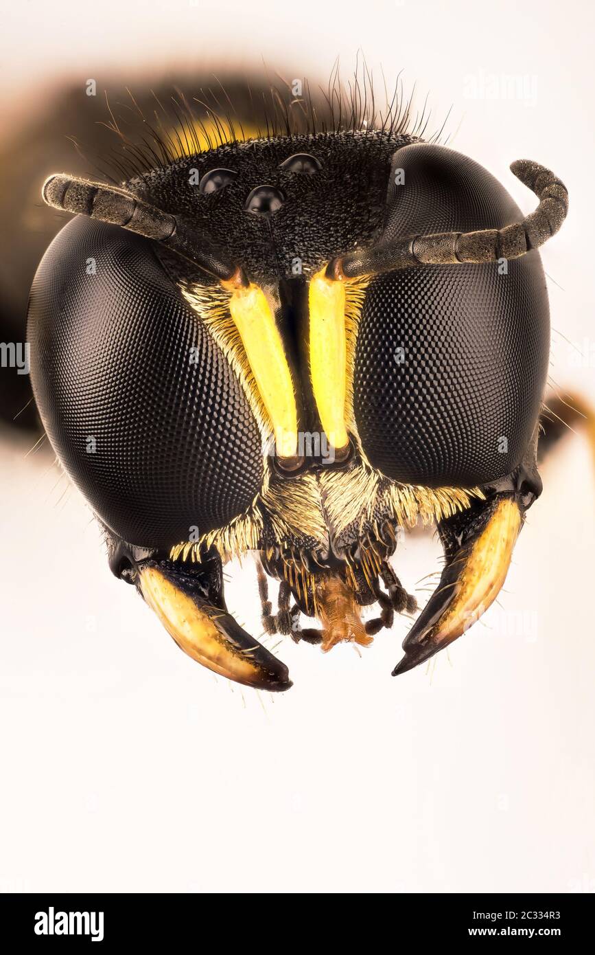 Focus Stacking portrait of Square-headed Wasp. Her Latin name is Ectemnius continuus Stock Photo ...