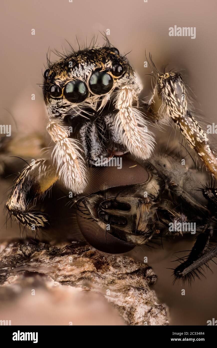Macro Focus Stacking portrait of Zebra Spider or Common Jumping Spider ...