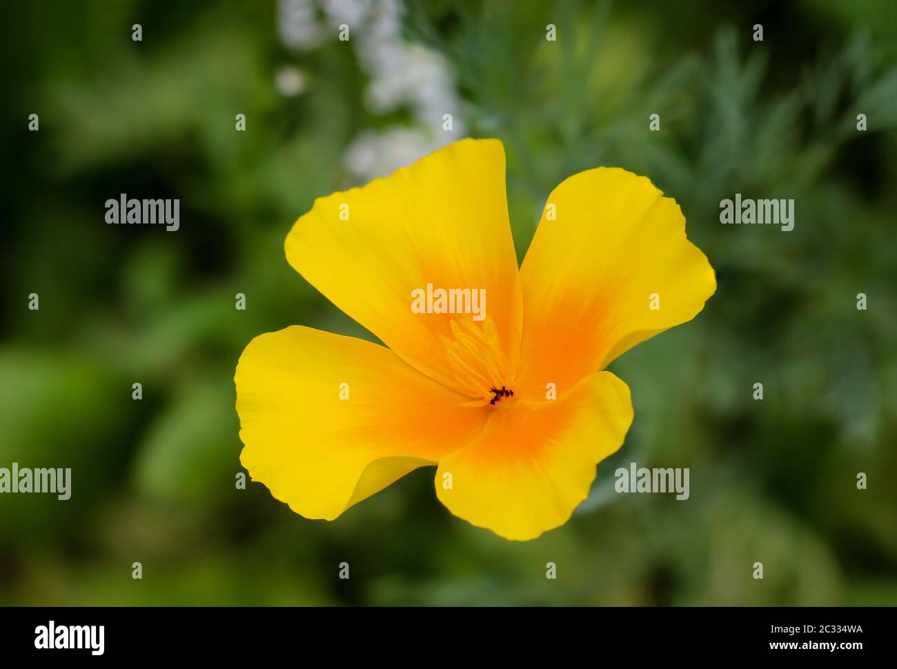 A close up of a very beautiful American Poppy Stock Photo - Alamy