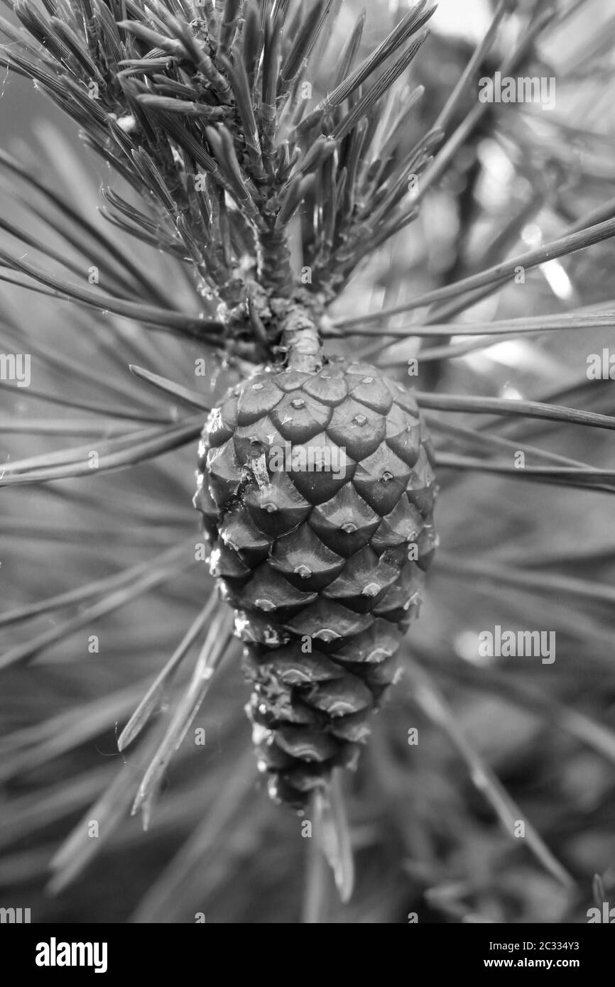 Autumn pine tree on Black and White Stock Photos & Images - Alamy