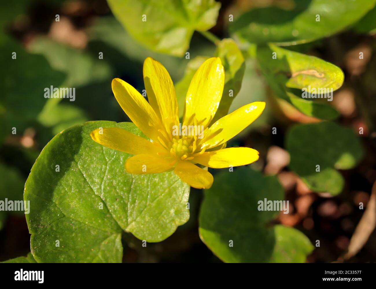 the beautiful yellow blossom a plant in a meadow Stock Photo - Alamy