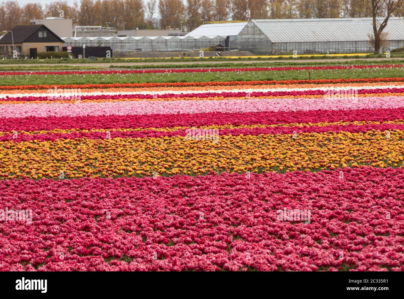 Tulip fields of the Bollenstreek, South Holland, Netherlands Stock ...