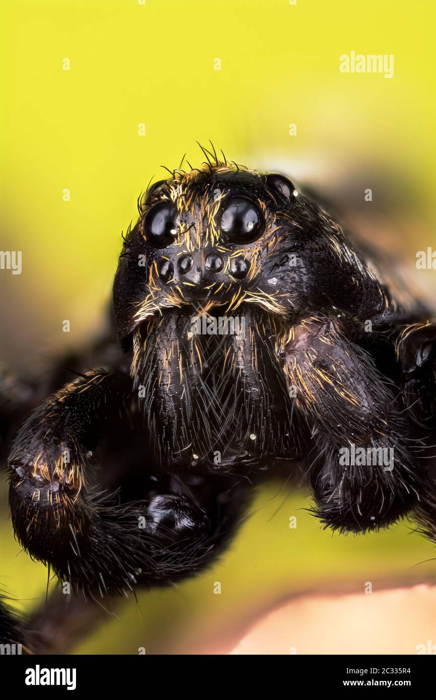 Black wolf spider hi-res stock photography and images - Alamy