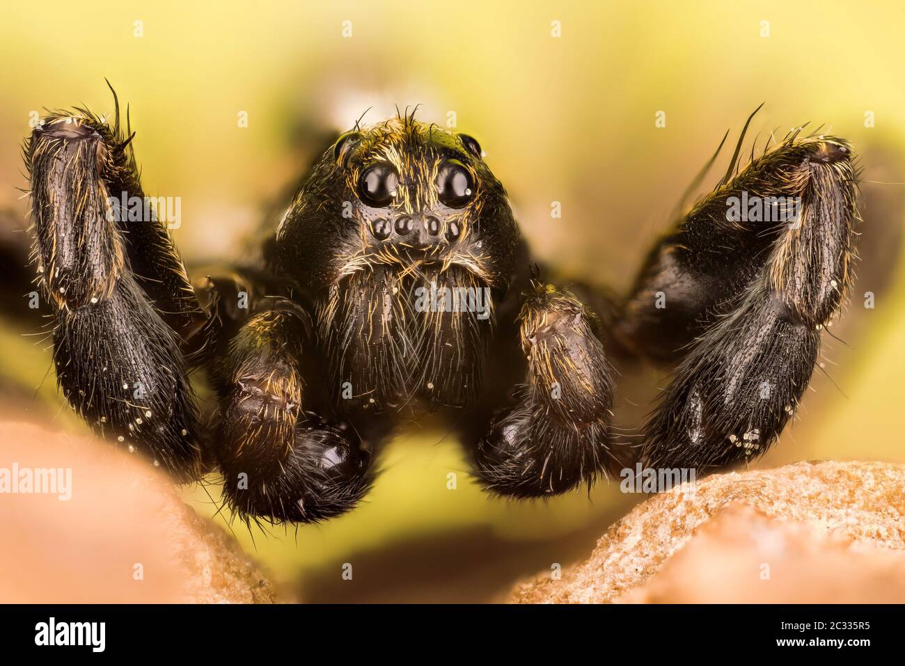 Macro Focus portrait of Wolf Spider Stock Photo - Alamy