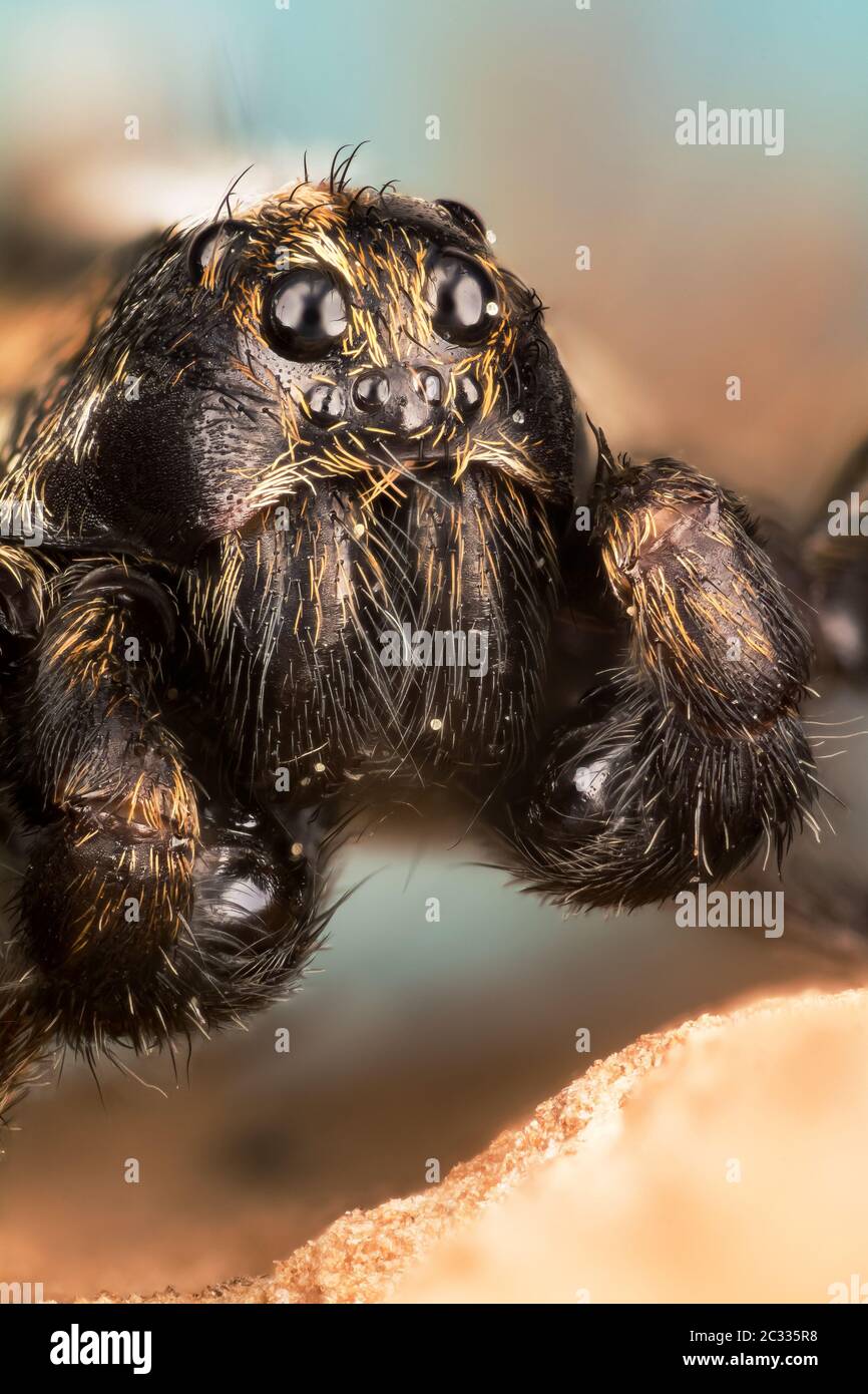 Wolf Spider Fangs Macro High Resolution Stock Photography and Images ...