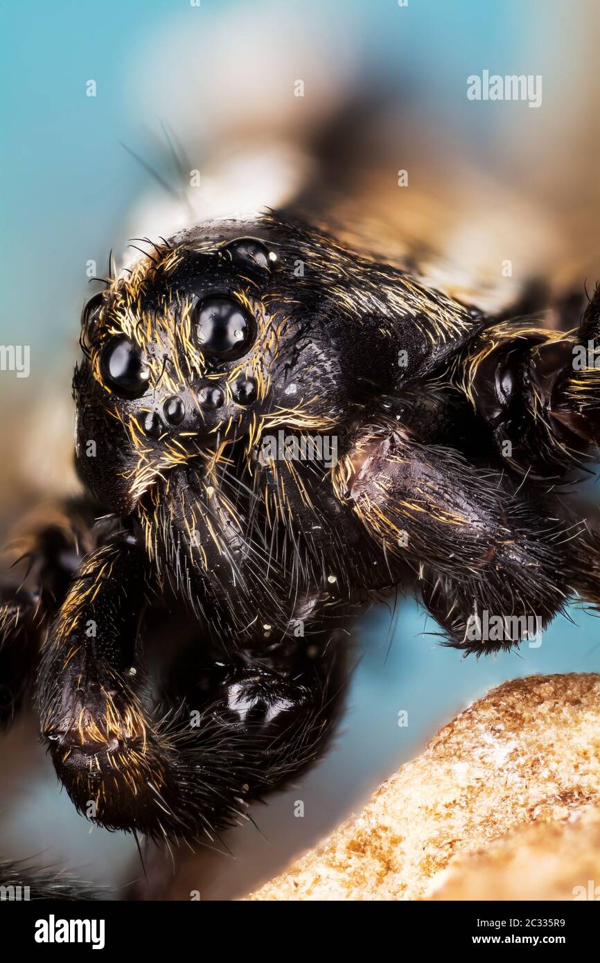 Wolf Spider Fangs Macro High Resolution Stock Photography and Images ...