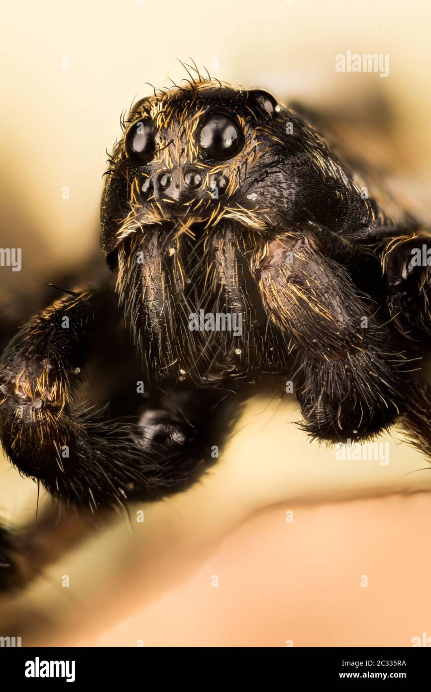 Wolf spider macro hi-res stock photography and images - Alamy