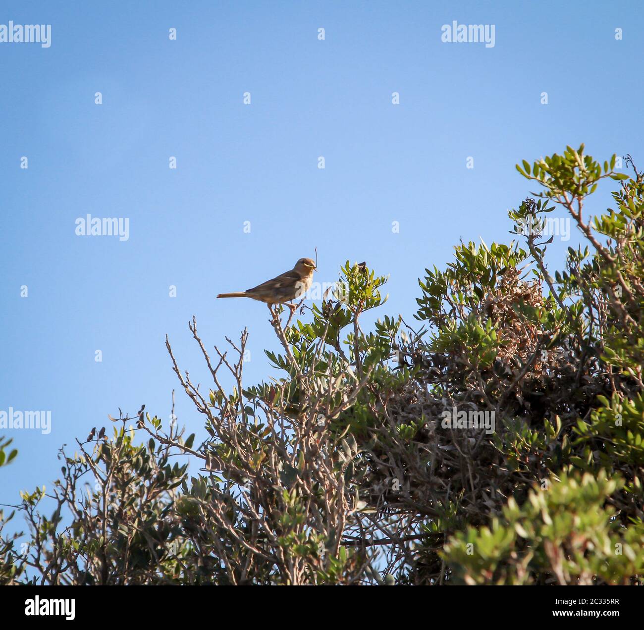 a sparrow, or a bird on a tree Stock Photo - Alamy