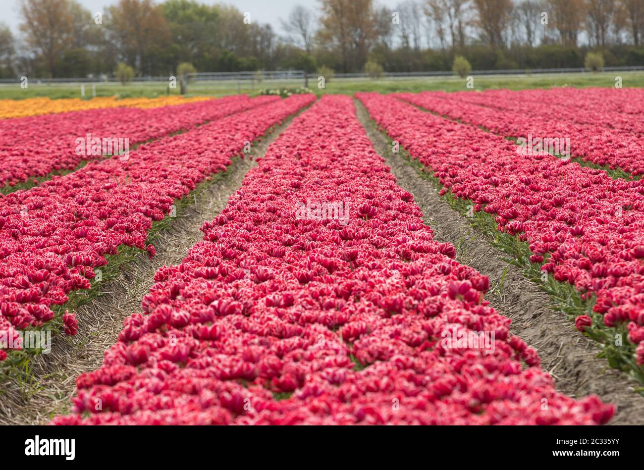 Tulip fields of the Bollenstreek, South Holland, Netherlands Stock ...