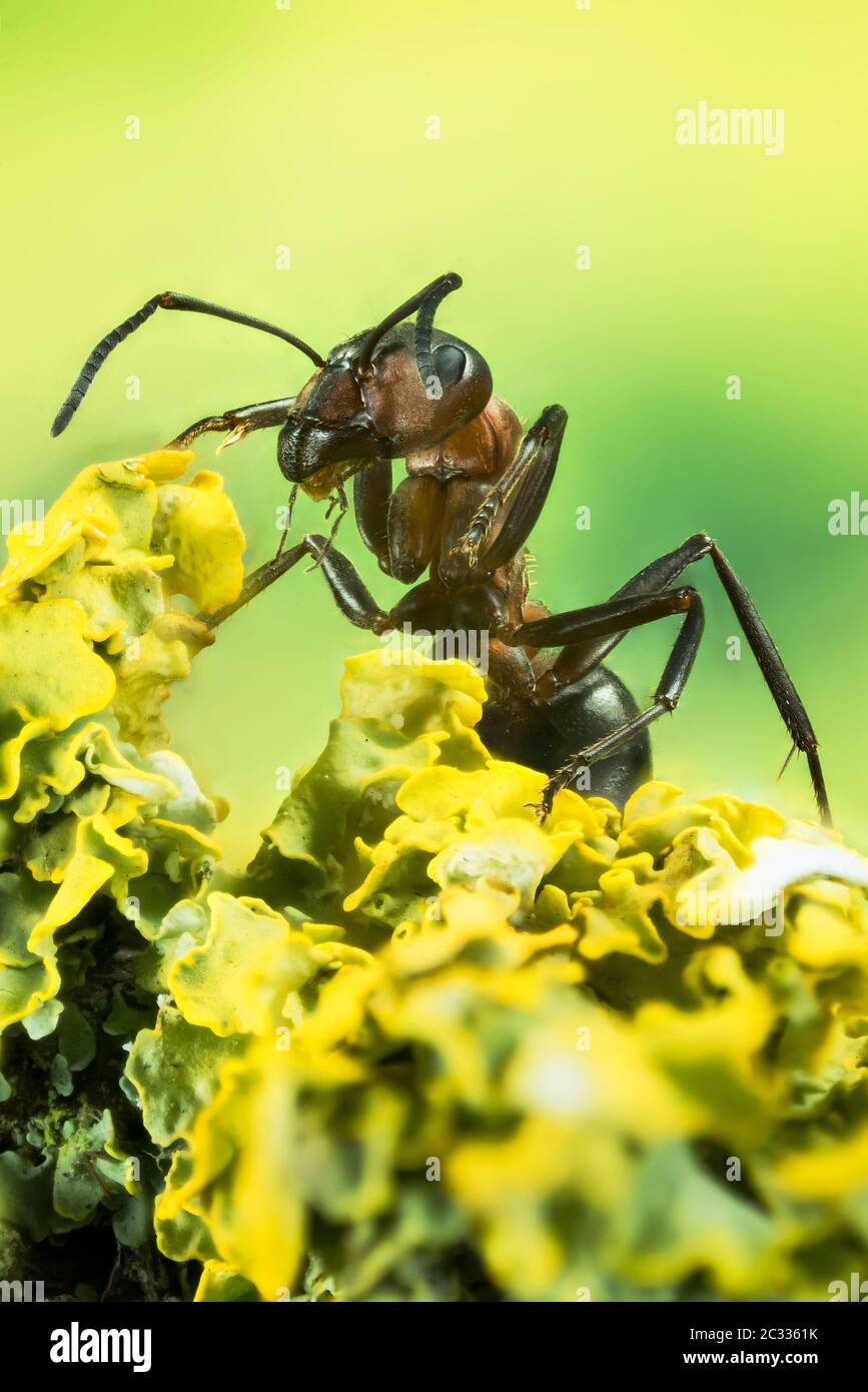 Macro Focus Stacking Portrait of Red Wood Ant. Her Latin name is ...