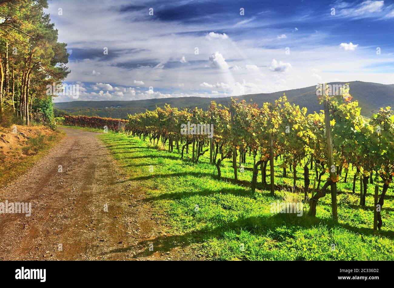Ahr wine germany hi-res stock photography and images - Alamy