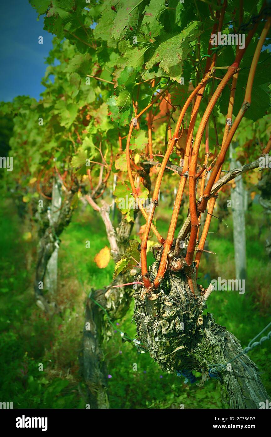 Green ahr wine hi-res stock photography and images - Alamy