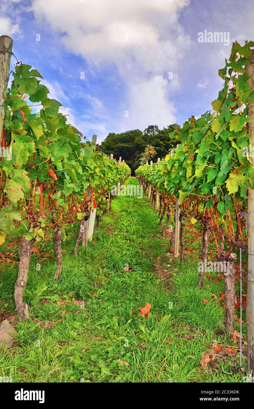 Winegrowing culture hi-res stock photography and images - Alamy