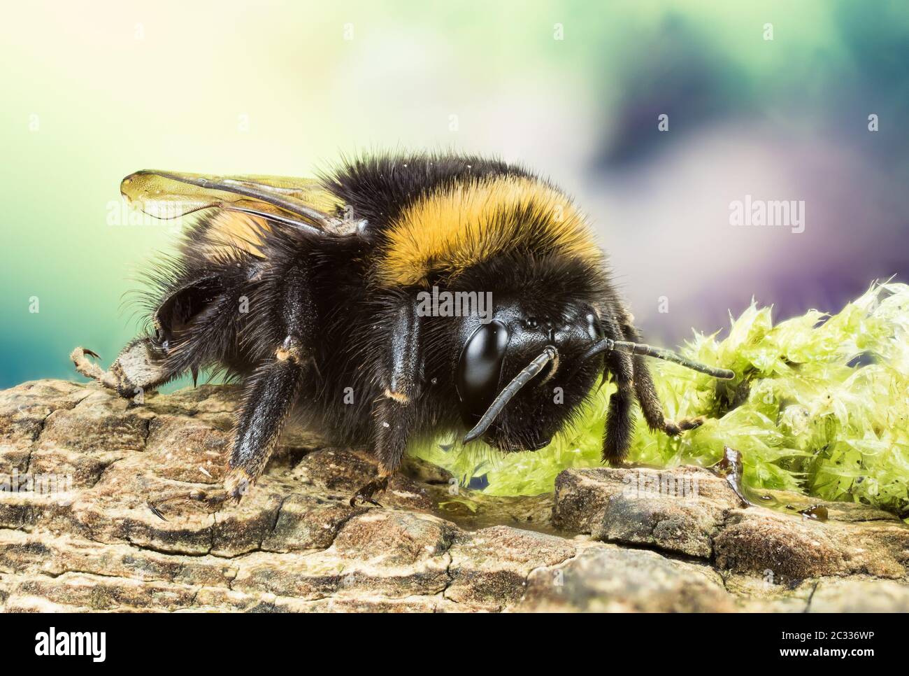 Large earth bumblebee bombus terrestris hi-res stock photography and ...