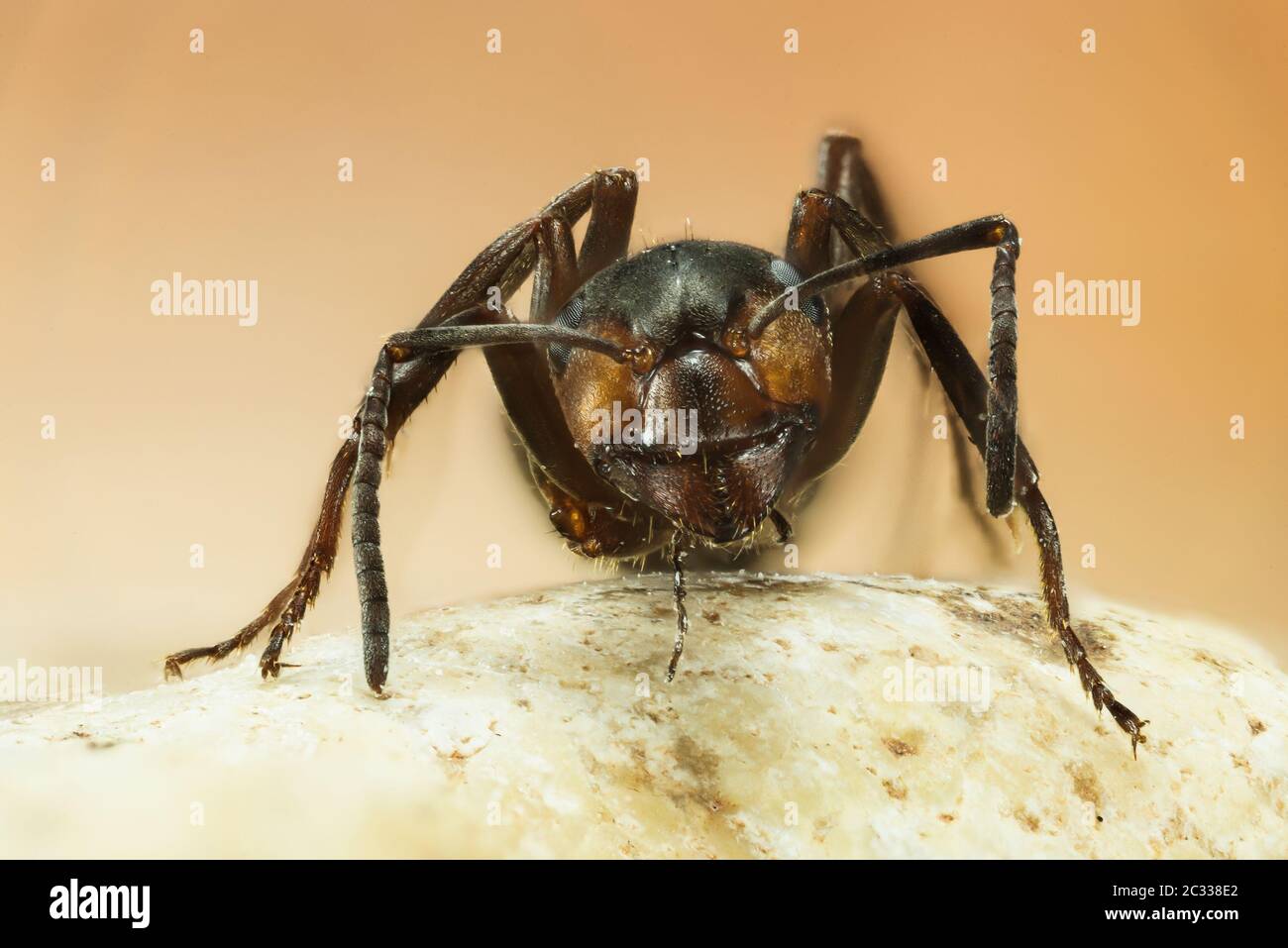 Focus Stacking Portrait of Red Wood Ant. Her Latin name is Formica rufa ...