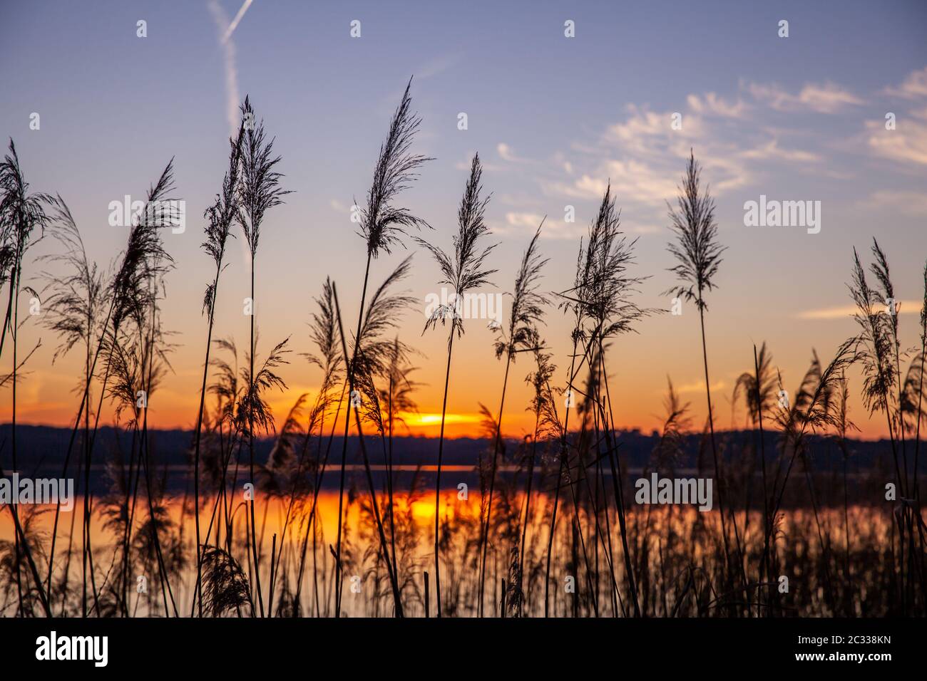 lake with reed Silhouette at Colorful sunset scenery Nature Backgrounds ...