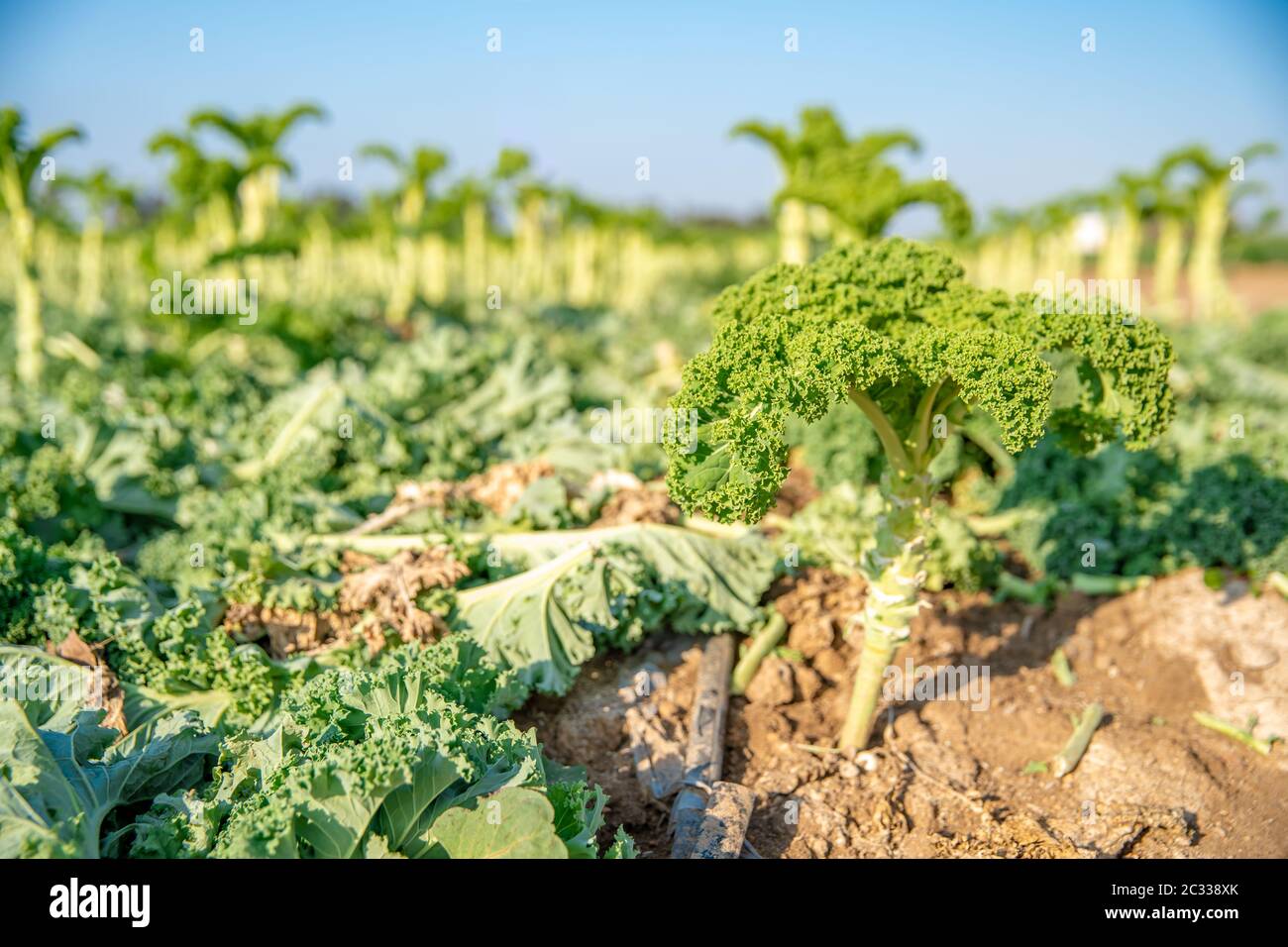 Curly kale grown on a farm field in Spain Stock Photo - Alamy