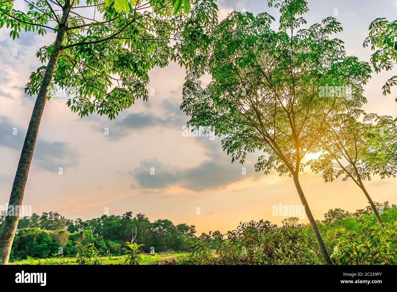 Plantation latrx rubber or para rubber tree or tree rubber with leaves ...