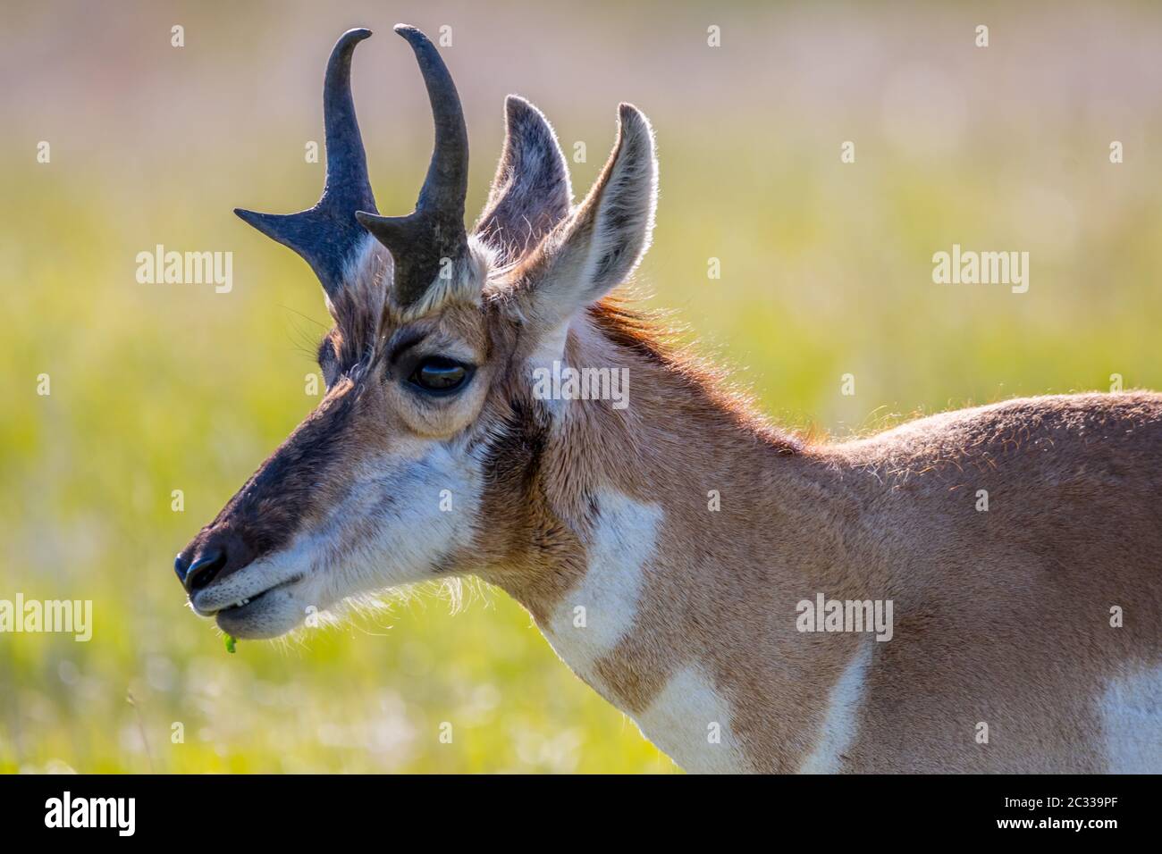 Pronghorn in the field of Custer State Park, South Dakota Stock Photo ...