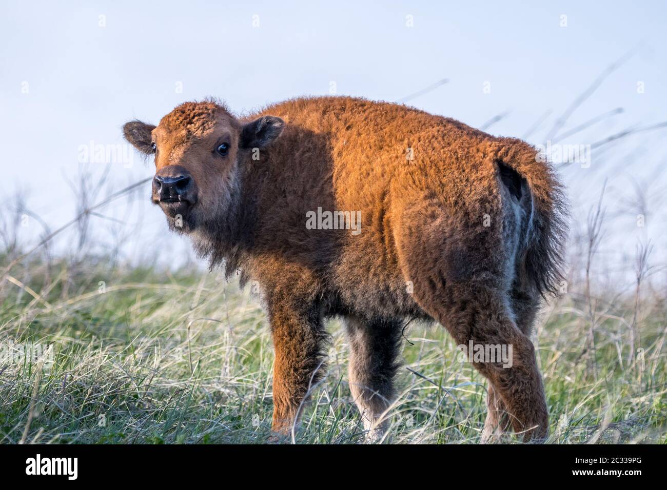 Custer state park and buffaloes hi-res stock photography and images - Alamy