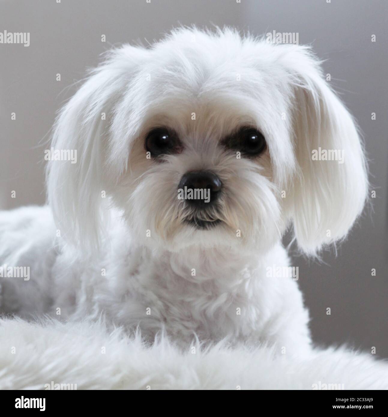 Portrait Of A White Maltese Dog Stock Photo - Alamy