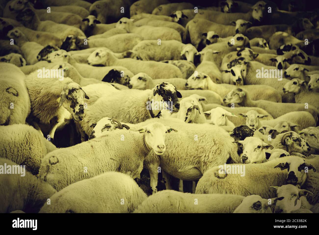 Flock of sheep on the farm, detail of the livestock industry, animal ...