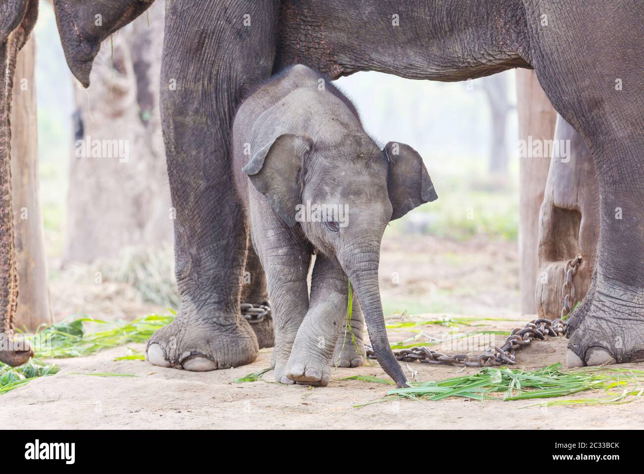 A small elephant hi-res stock photography and images - Alamy