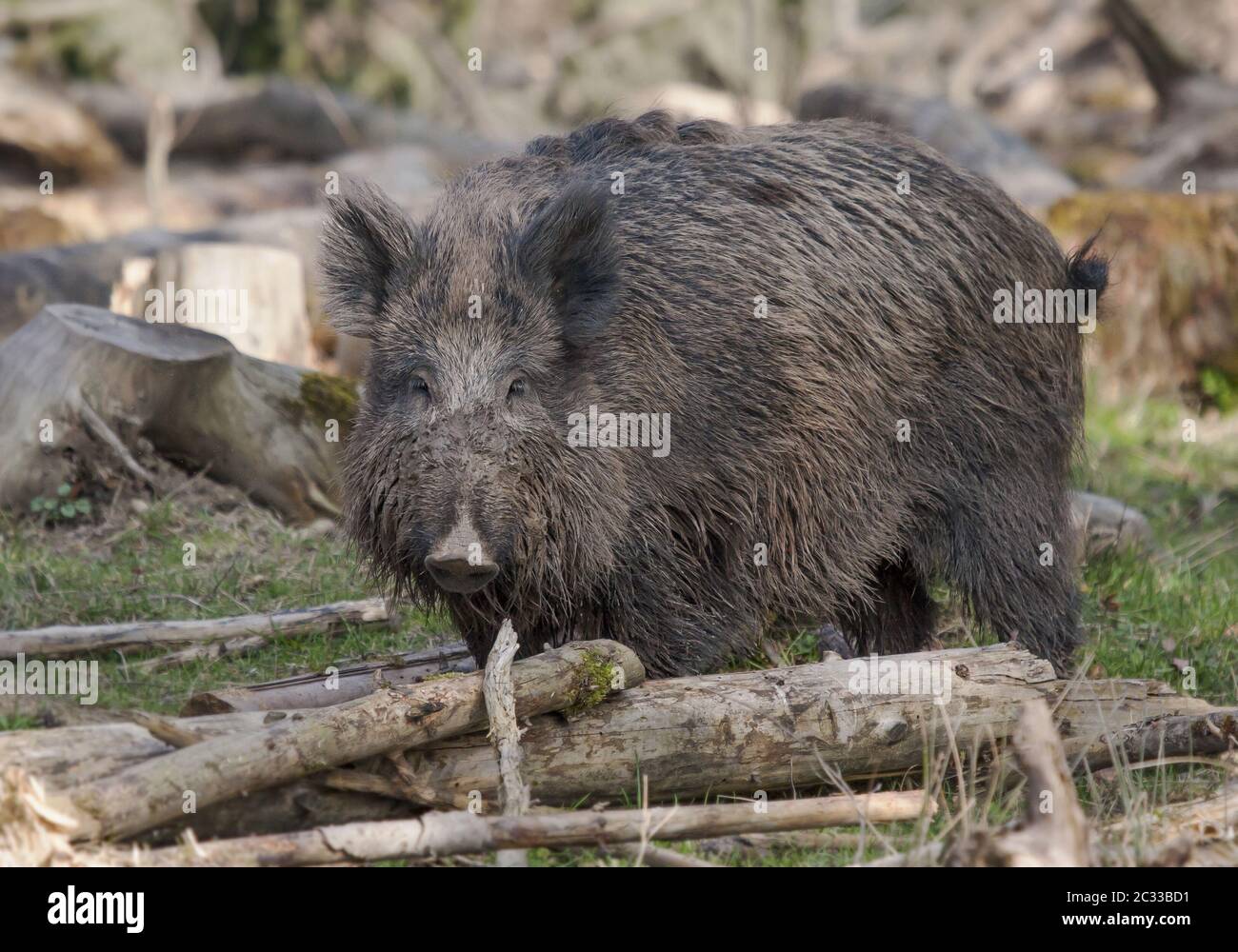 Schweineruessel hi-res stock photography and images - Alamy