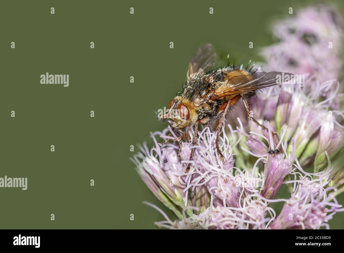 Tachina fly 'Tachina fera' Stock Photo - Alamy
