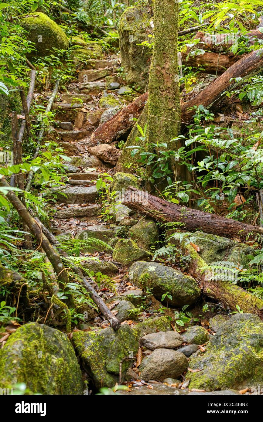 Beautiful view of the primary rainforest jungle of the Masoala National ...