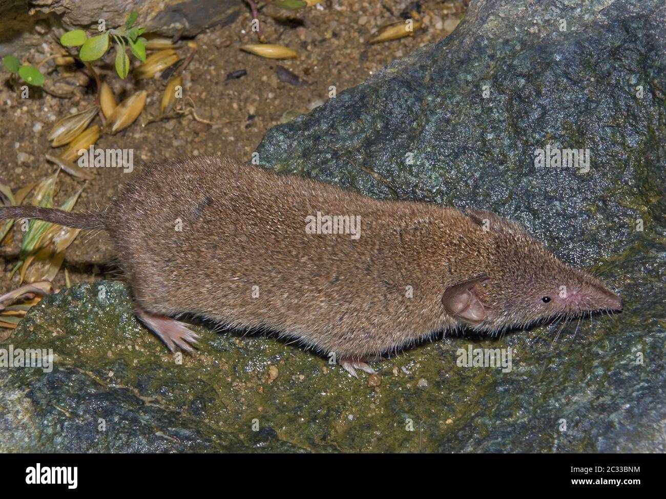 Crocidura hi-res stock photography and images - Alamy