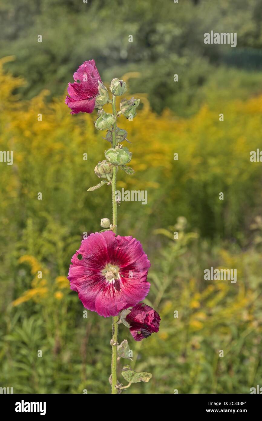Alcea rosea plants hi-res stock photography and images - Alamy