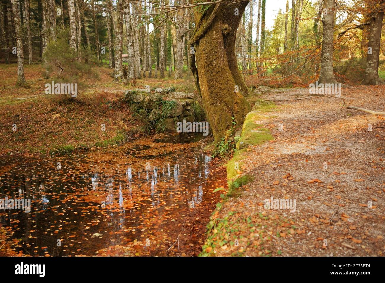 river and colorful trees in Autumn season, at Geres, Portugal Stock ...